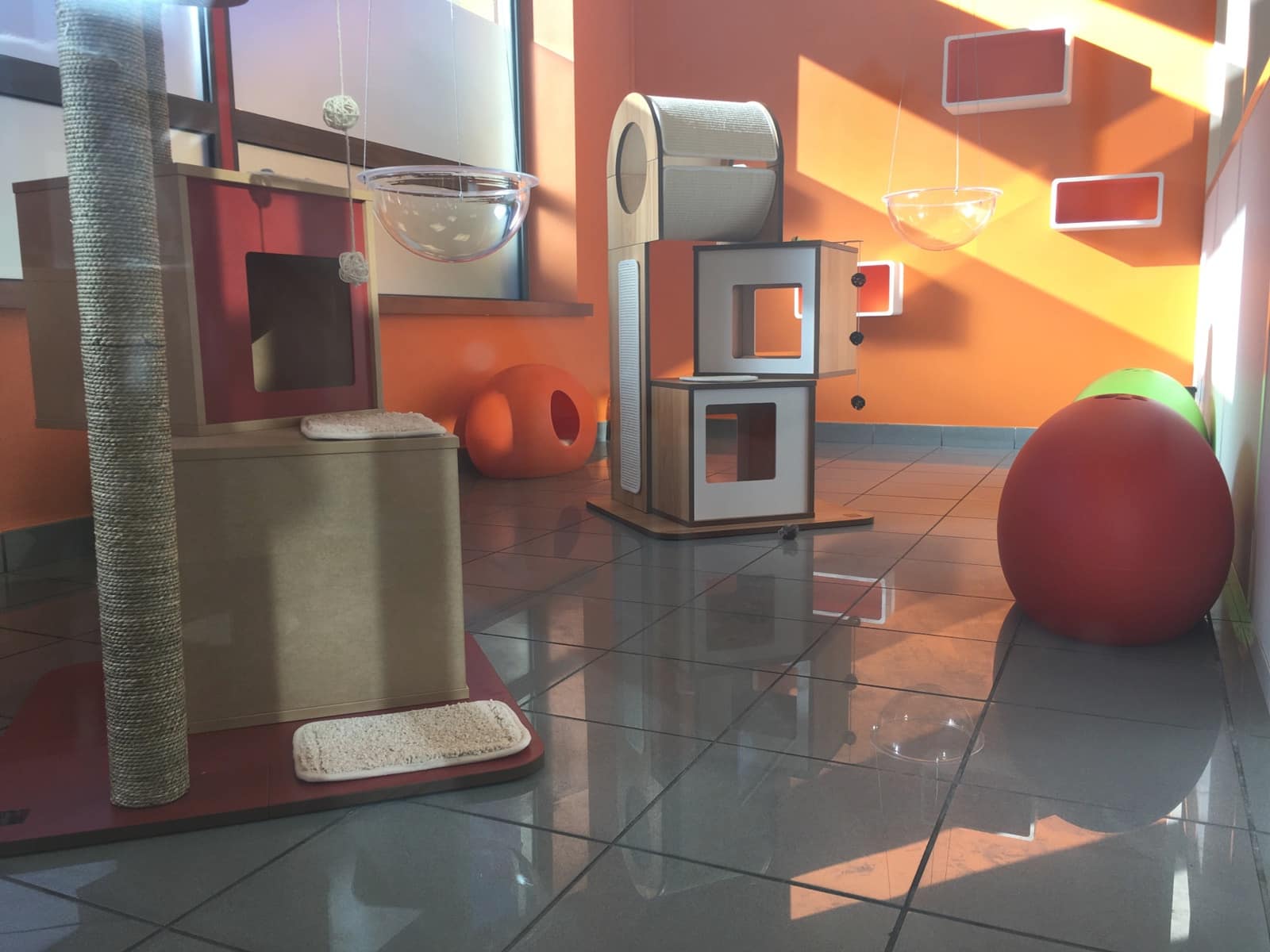 La vaccination du chat - Chatteries Saint Cyle - Hotel pour chats à ...